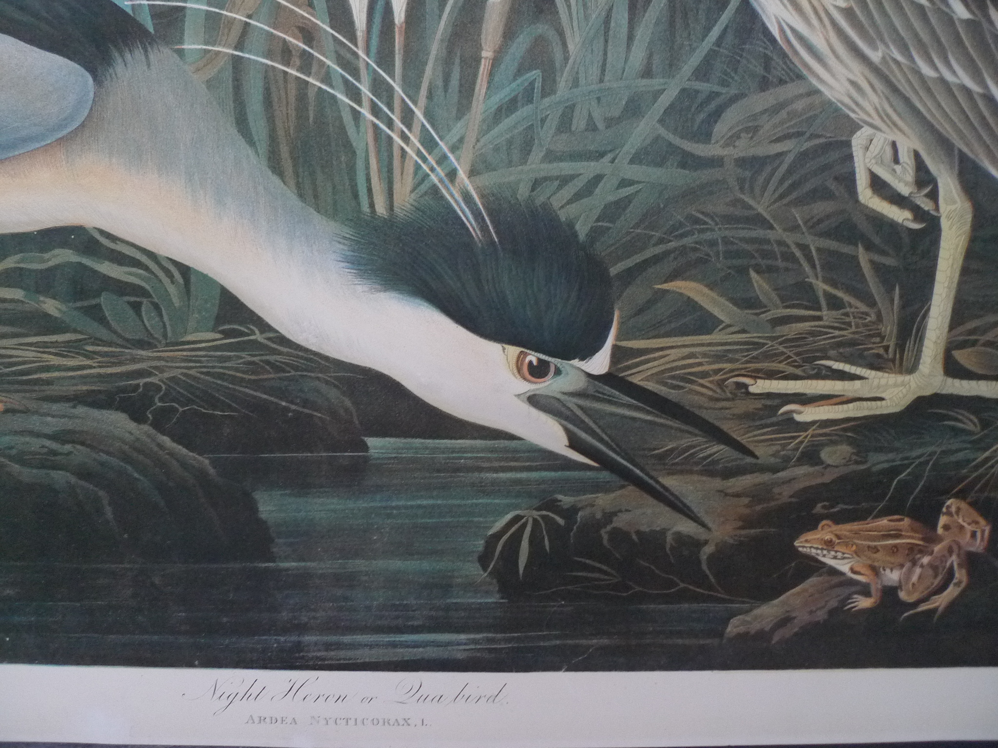 minniesland.com, LLC | Original Audubon Prints Audubon Bien PL 363 ...