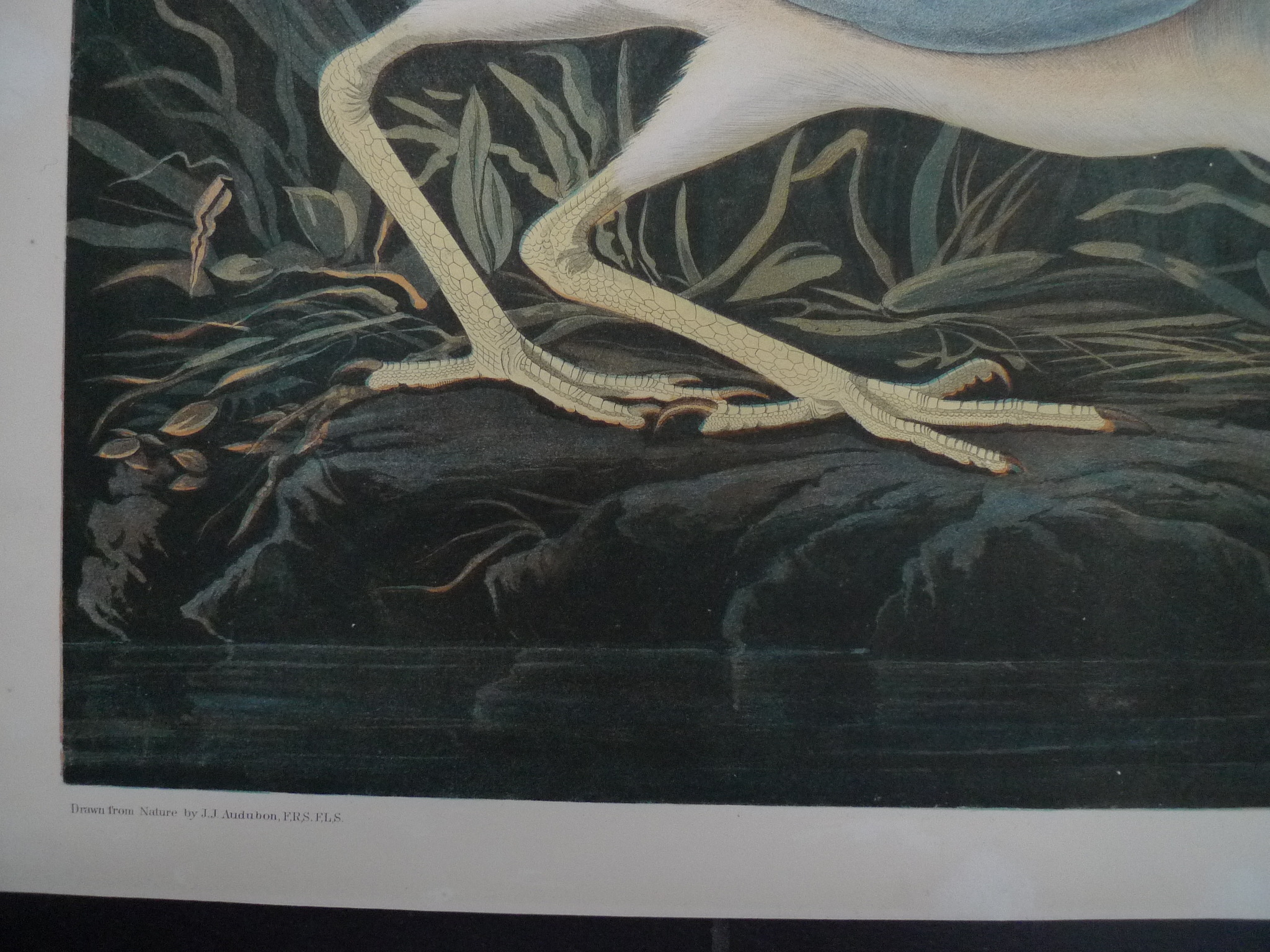 minniesland.com, LLC | Original Audubon Prints Audubon Bien PL 363 ...