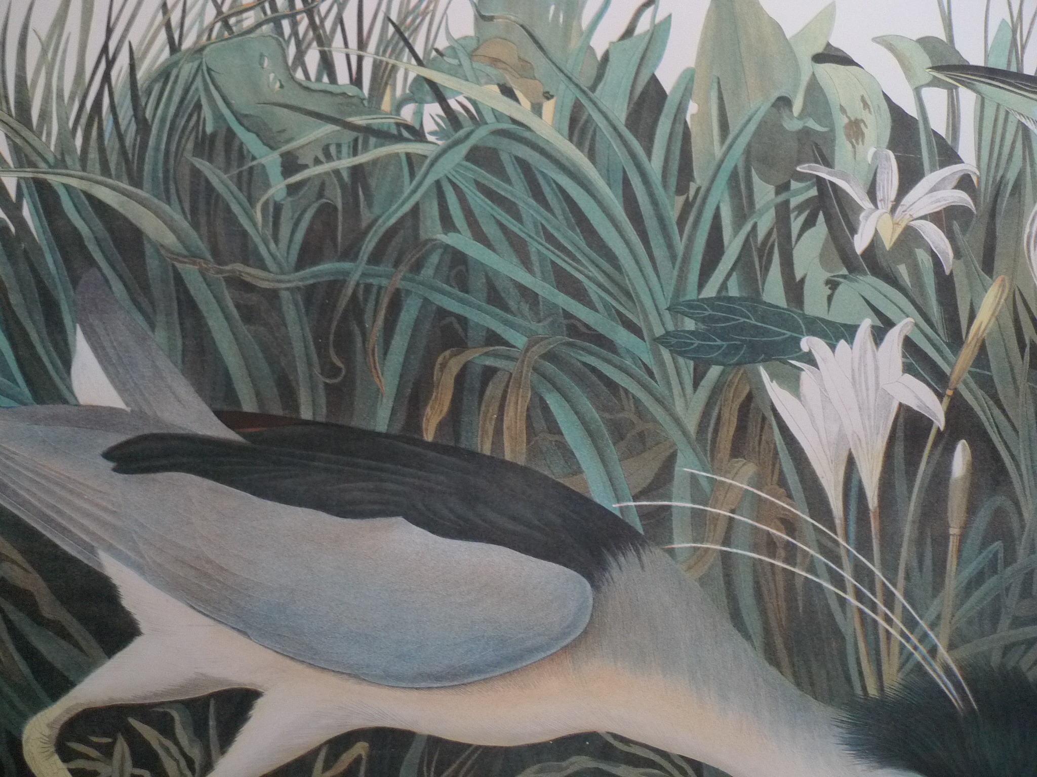 minniesland.com, LLC | Original Audubon Prints Audubon Bien PL 363 ...