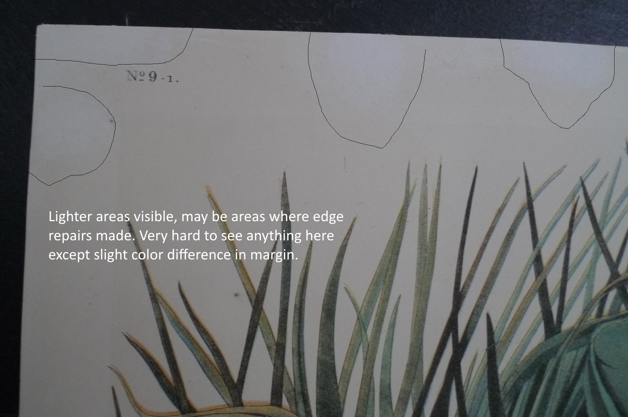 minniesland.com, LLC | Original Audubon Prints Audubon Bien PL 363 ...