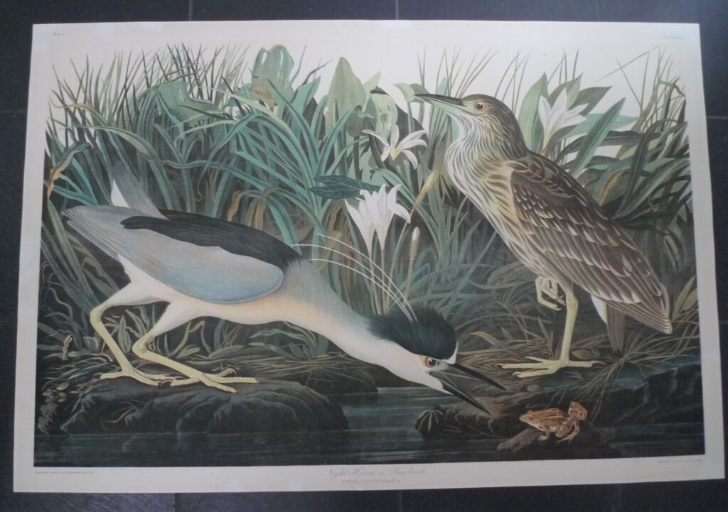 minniesland.com, LLC | Original Audubon Prints Audubon Bien PL 363 ...